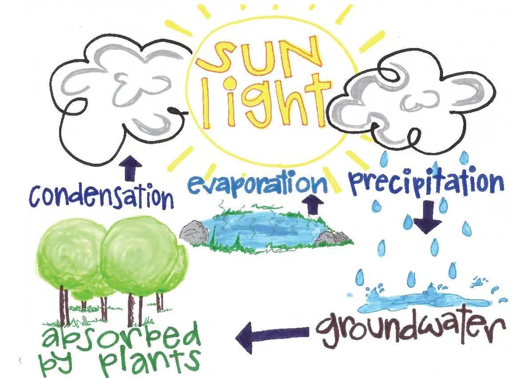 Benefits of Trees — We Plant it Forward