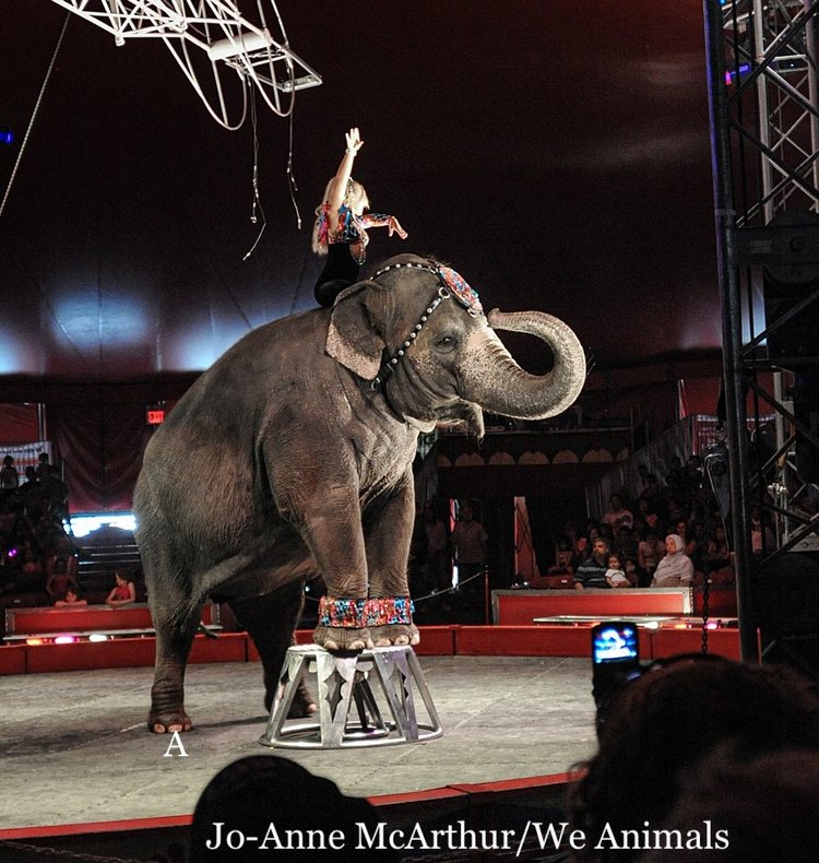 What You Need to Know Before Visiting the Circus — Weeping Elephant Project