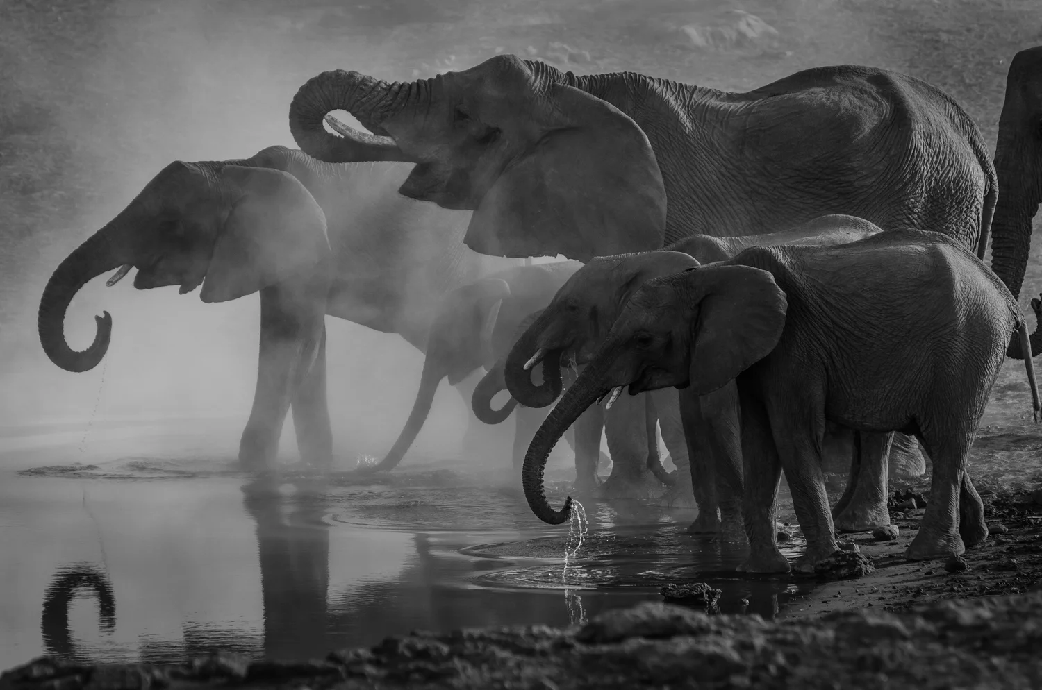 Weeping Elephant Project | Advocating for Captive Elephants