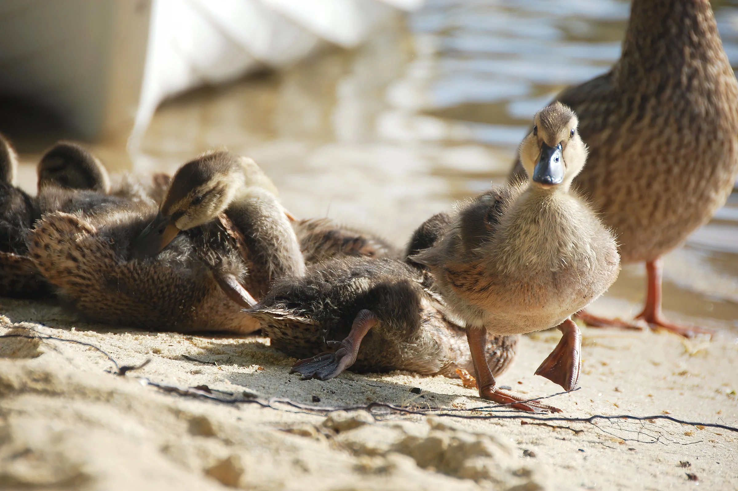 DunRoamin on Peters Pond | RV Camping & Vacation Rentals on Cape Cod