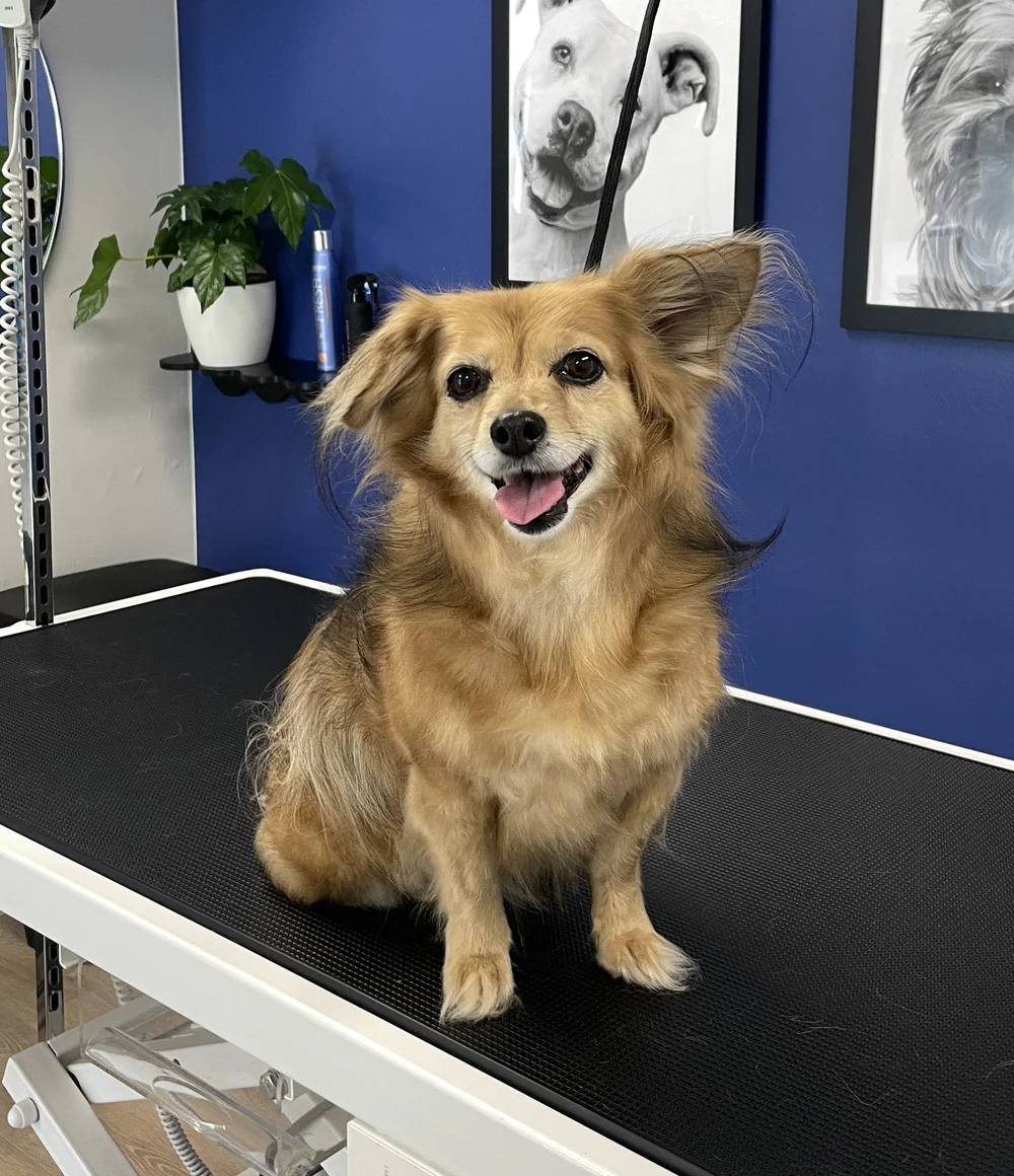 Services | Enhance Their Appearance — Ruff to Fluff Dog Grooming ...