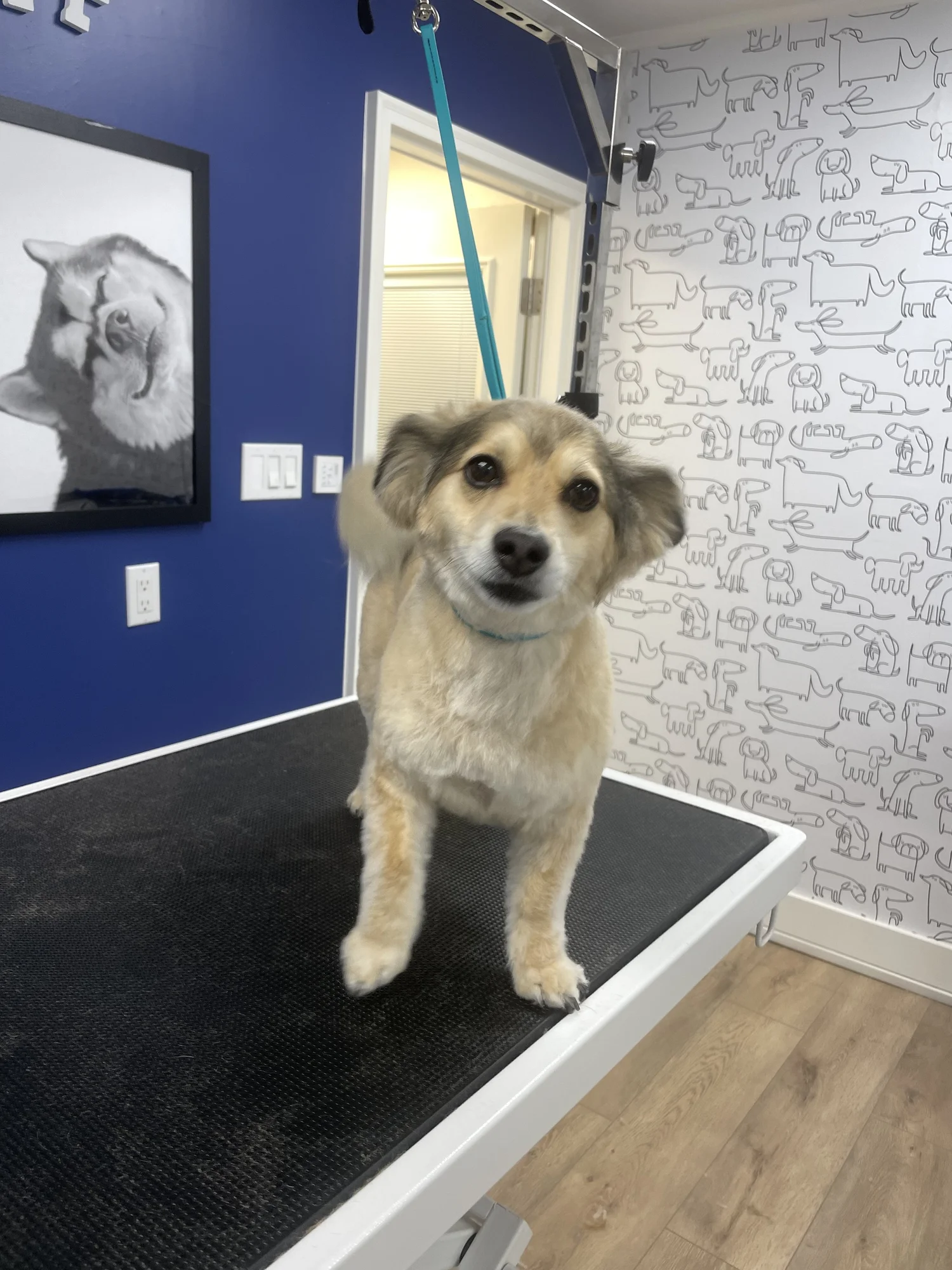 Services | Enhance Their Appearance — Ruff to Fluff Dog Grooming ...