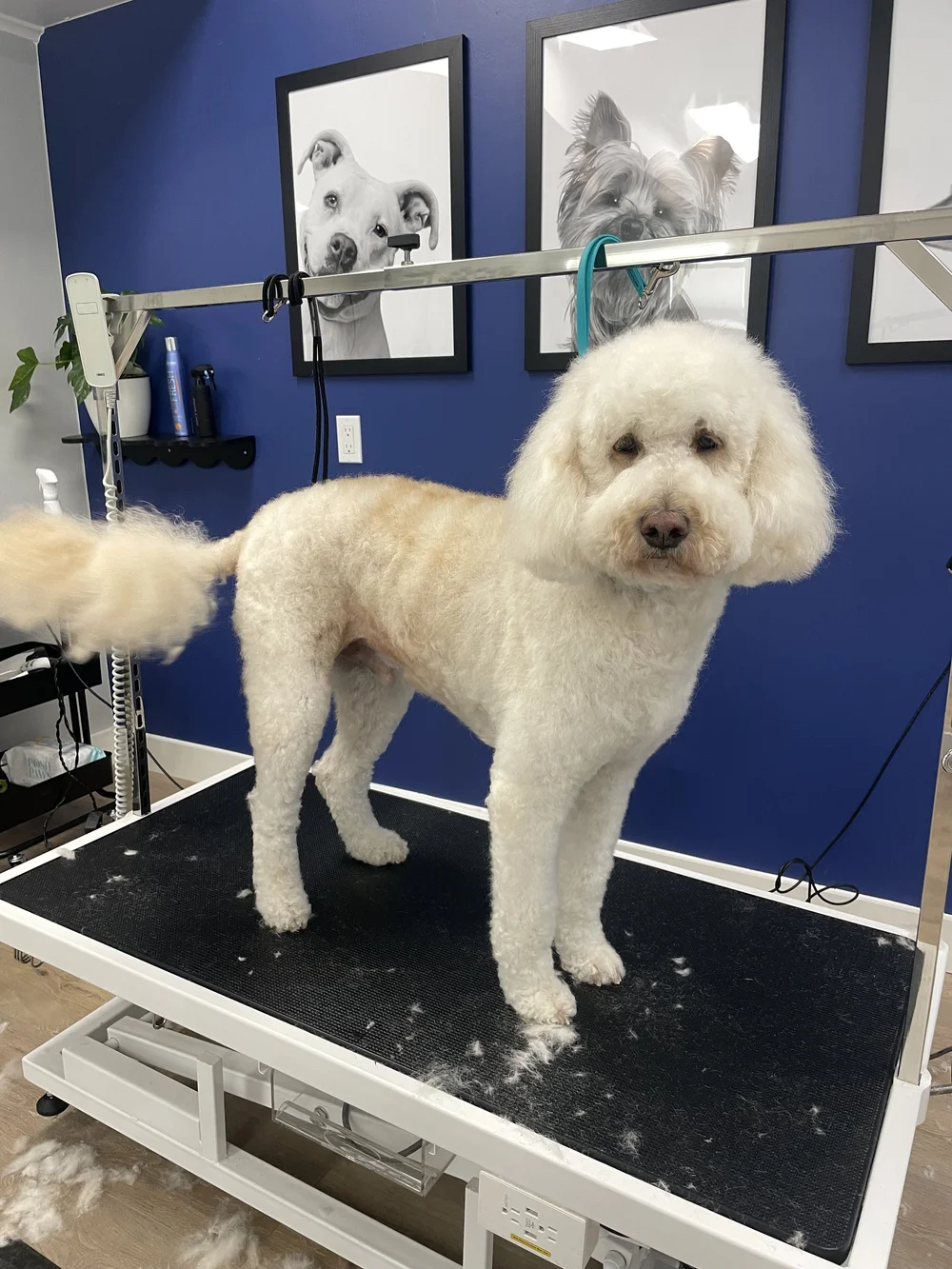 Services | Enhance Their Appearance — Ruff to Fluff Dog Grooming ...