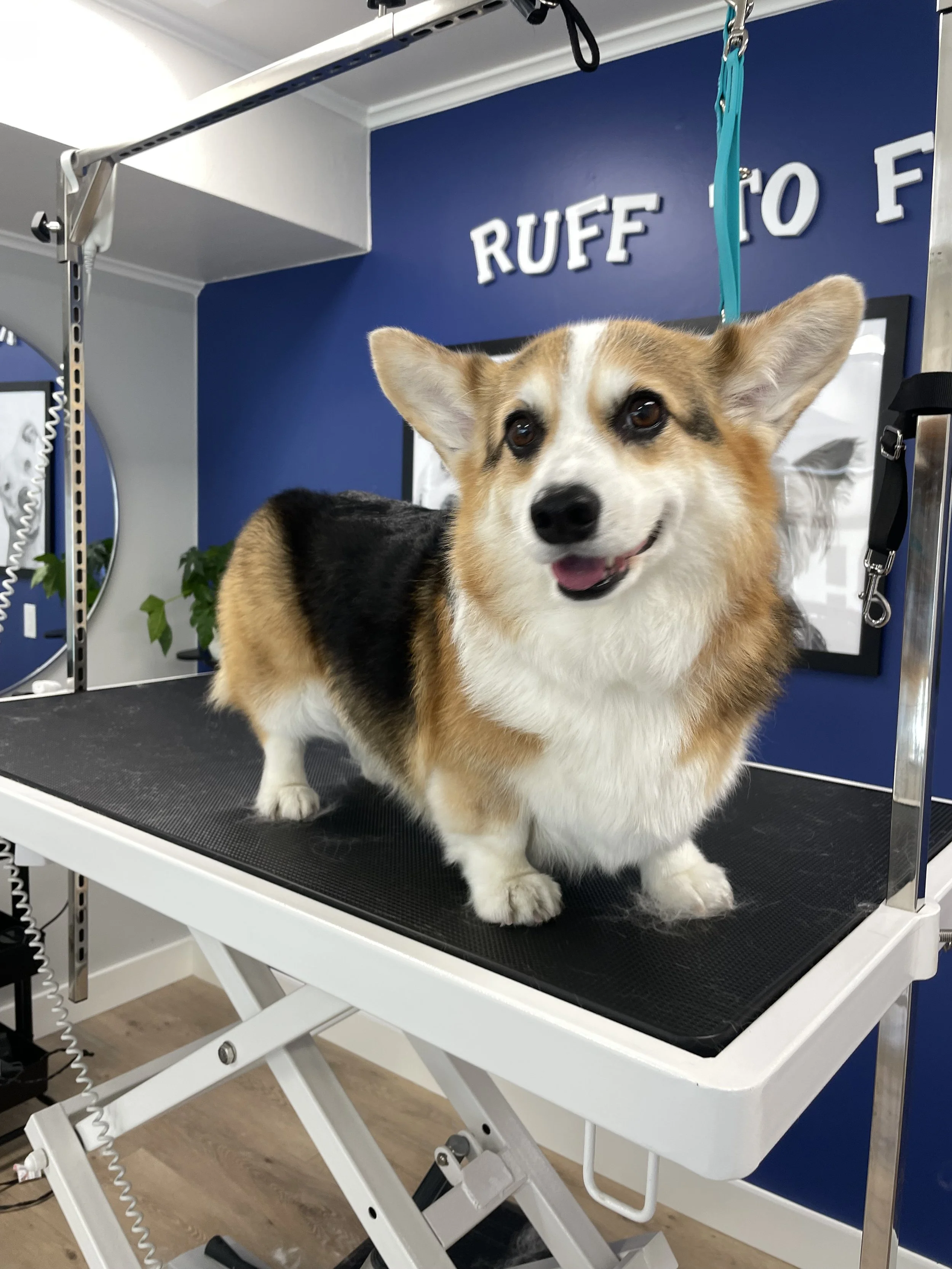 Services | Enhance Their Appearance — Ruff to Fluff Dog Grooming ...