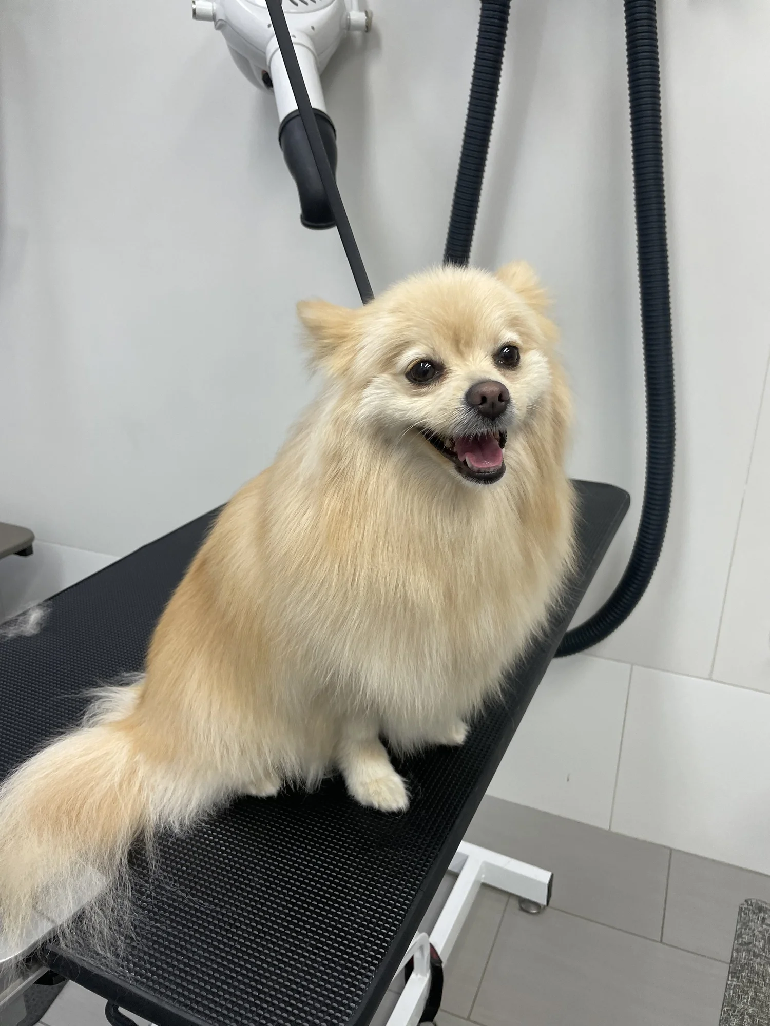 Services | Enhance Their Appearance — Ruff to Fluff Dog Grooming ...