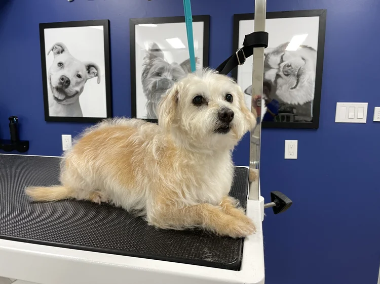 Services | Enhance Their Appearance — Ruff to Fluff Dog Grooming ...