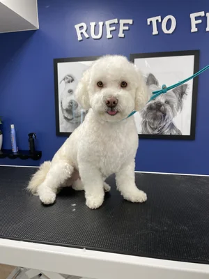 Services | Enhance Their Appearance — Ruff to Fluff Dog Grooming ...