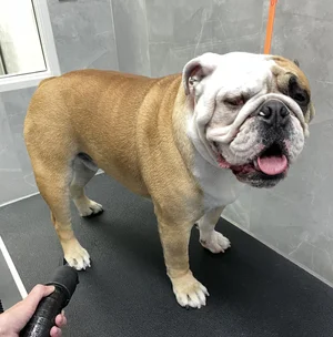 Services | Enhance Their Appearance — Ruff to Fluff Dog Grooming ...