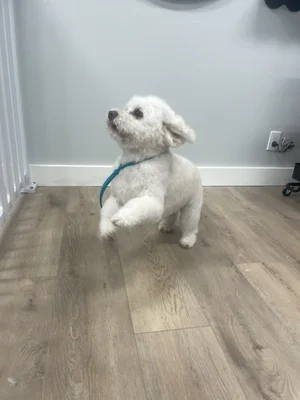 Services | Enhance Their Appearance — Ruff to Fluff Dog Grooming ...