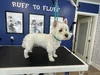 Services | Enhance Their Appearance — Ruff to Fluff Dog Grooming ...