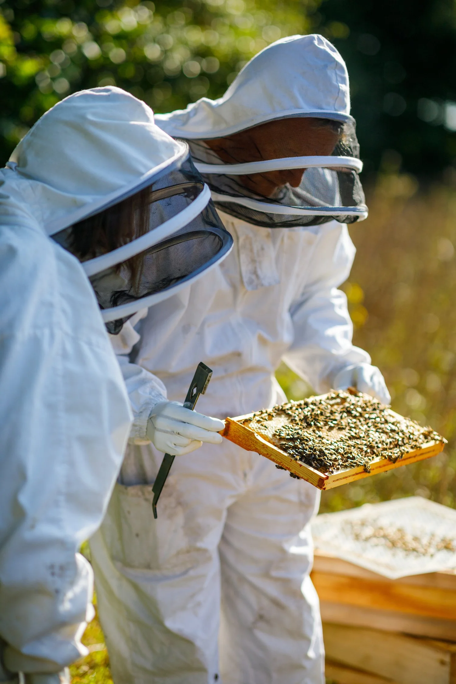 Knight's Beekeeping Home