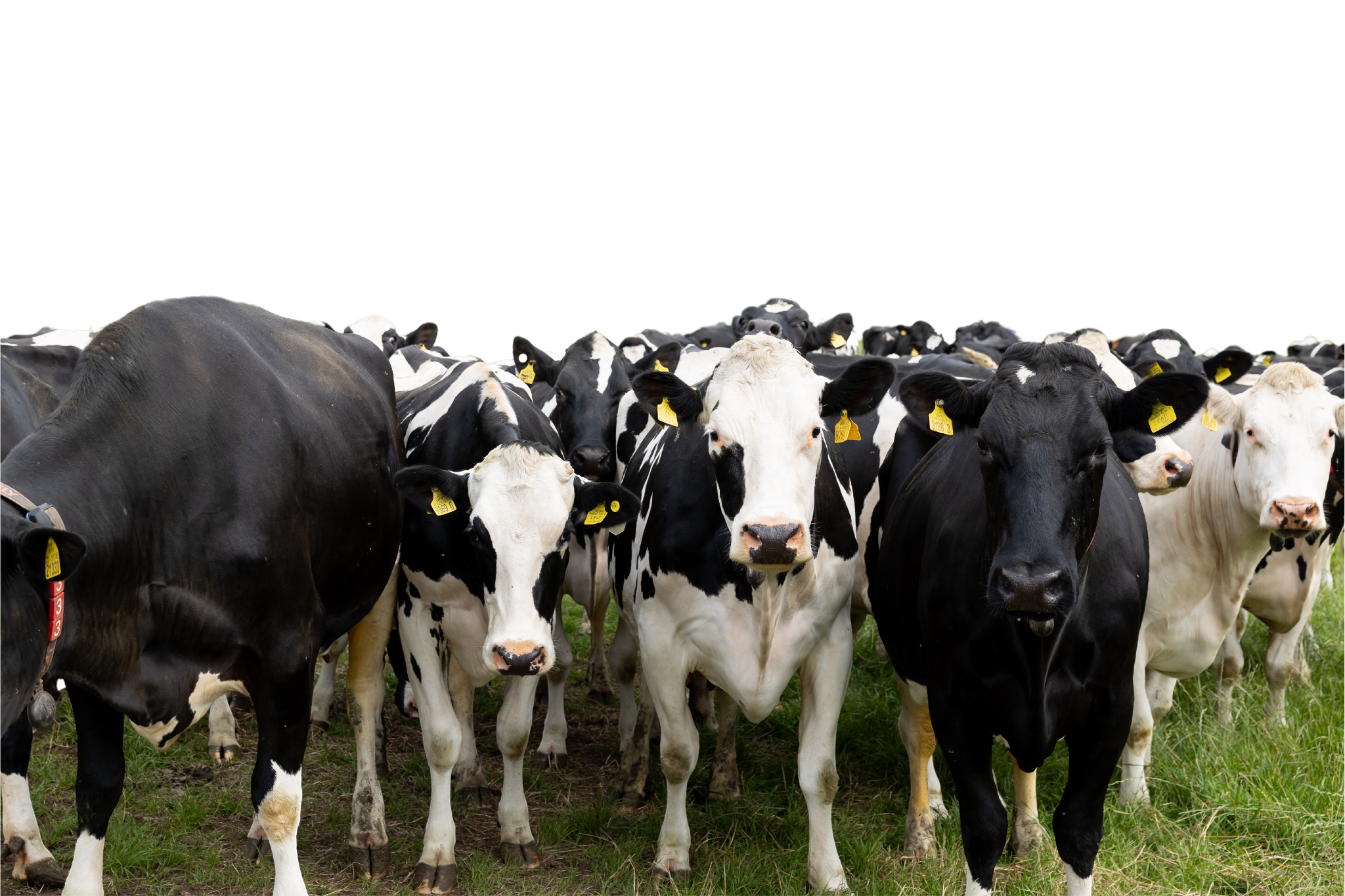 Drayne's Dairy Farm