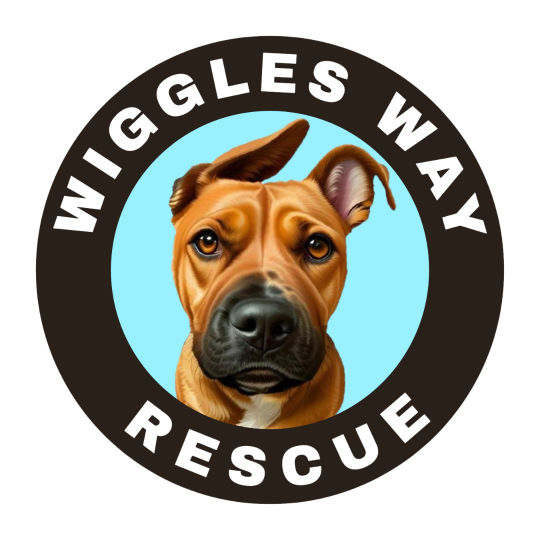 Available Cats — Wiggles Way Rescue