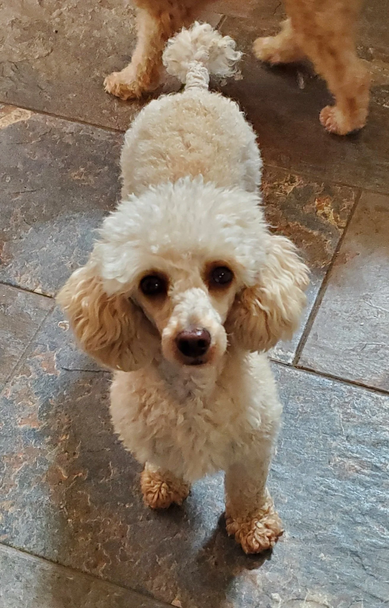 Cedar House Heritage Poodles | Premiere AKC Toy & Miniature Poodle ...