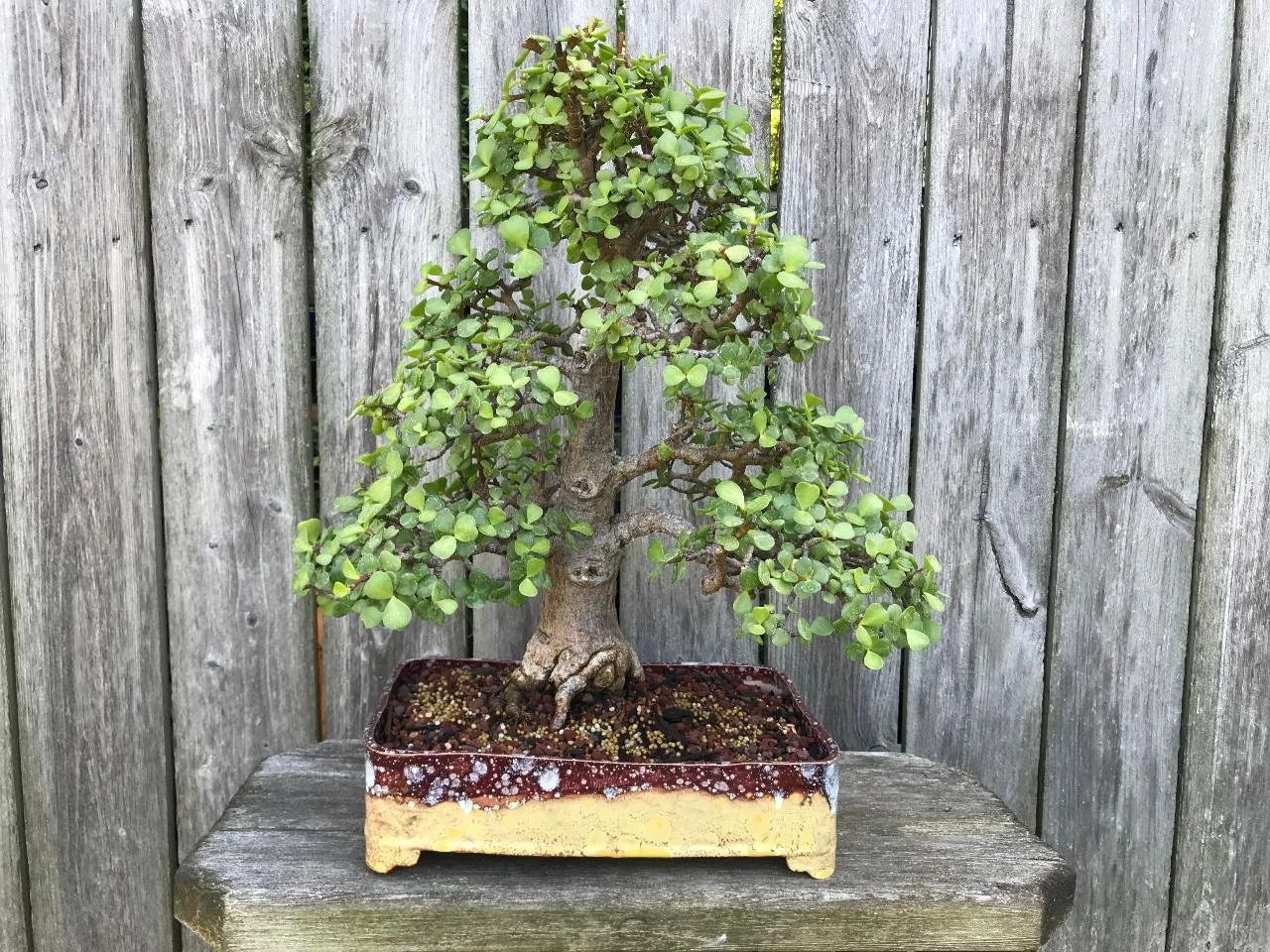 Membership — Indianapolis Bonsai Club