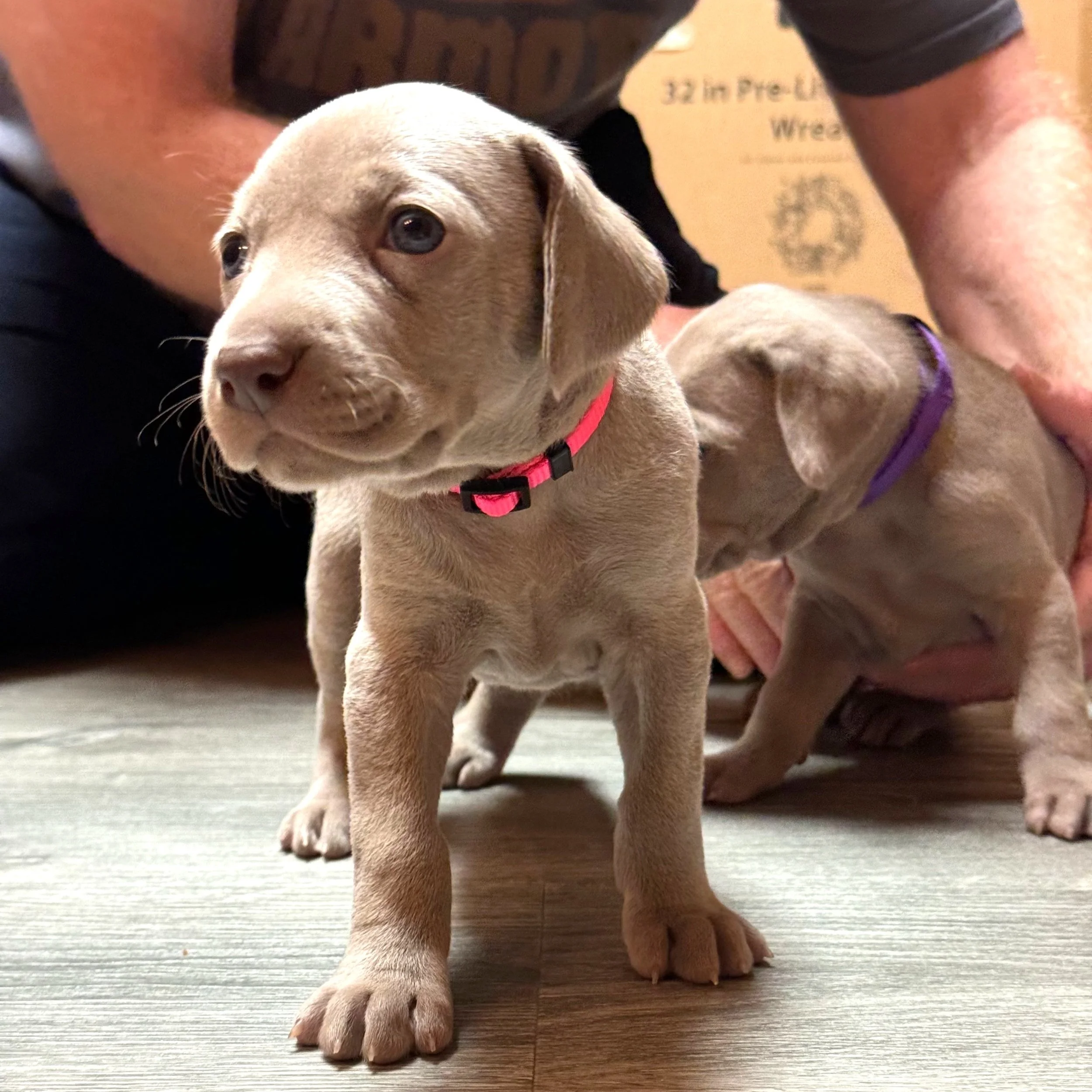 Puppy Inquiry | Find Your Perfect Puppy - Get Started — PM Weimaraners ...