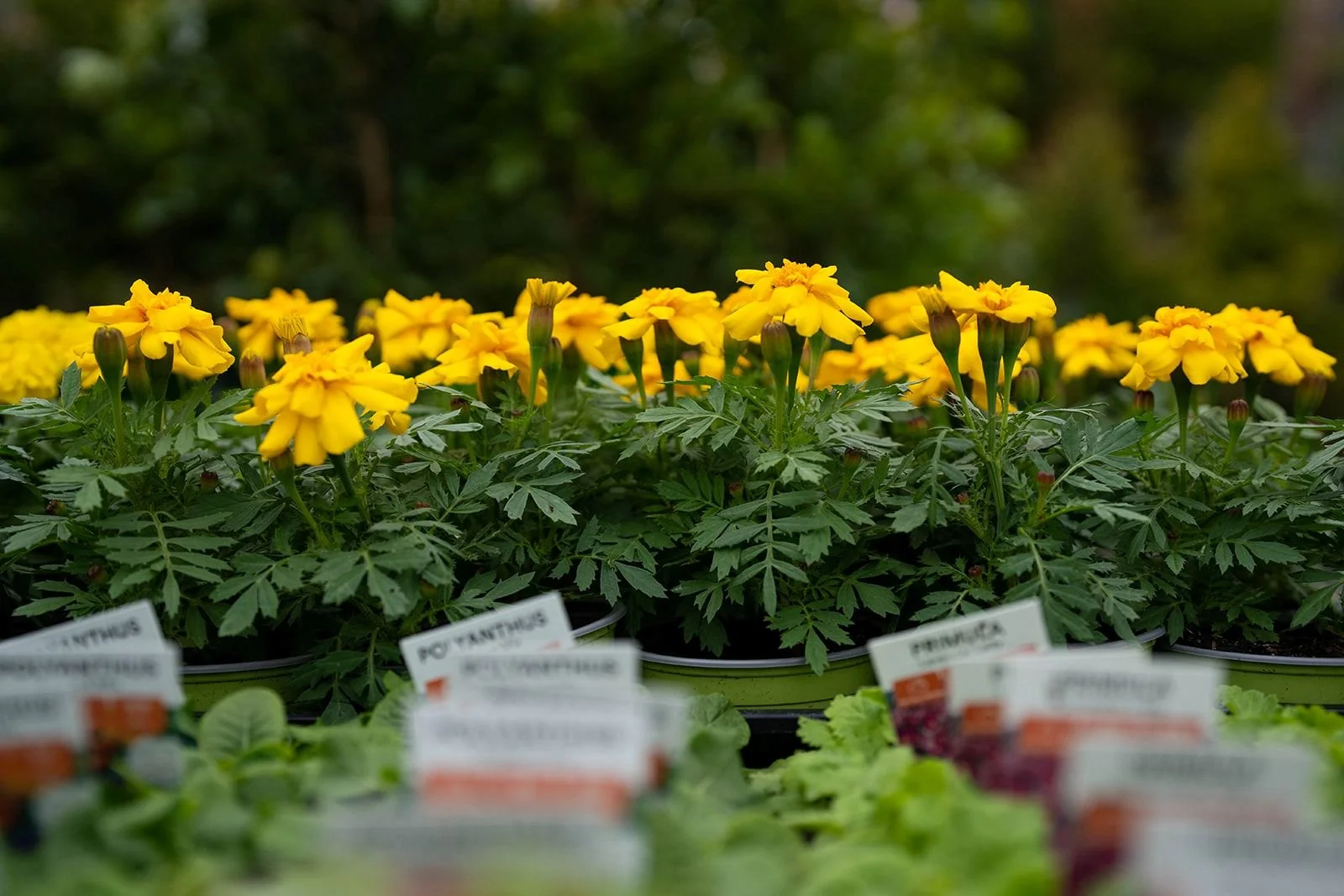 Largest wholesale nursery South Australia - Living Colour Nursery