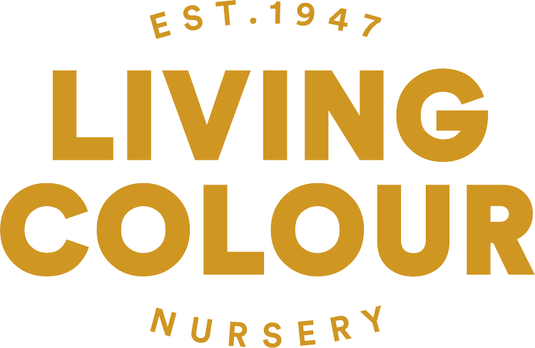 Adelaide wholesale plant nursery — Living Colour Nursery