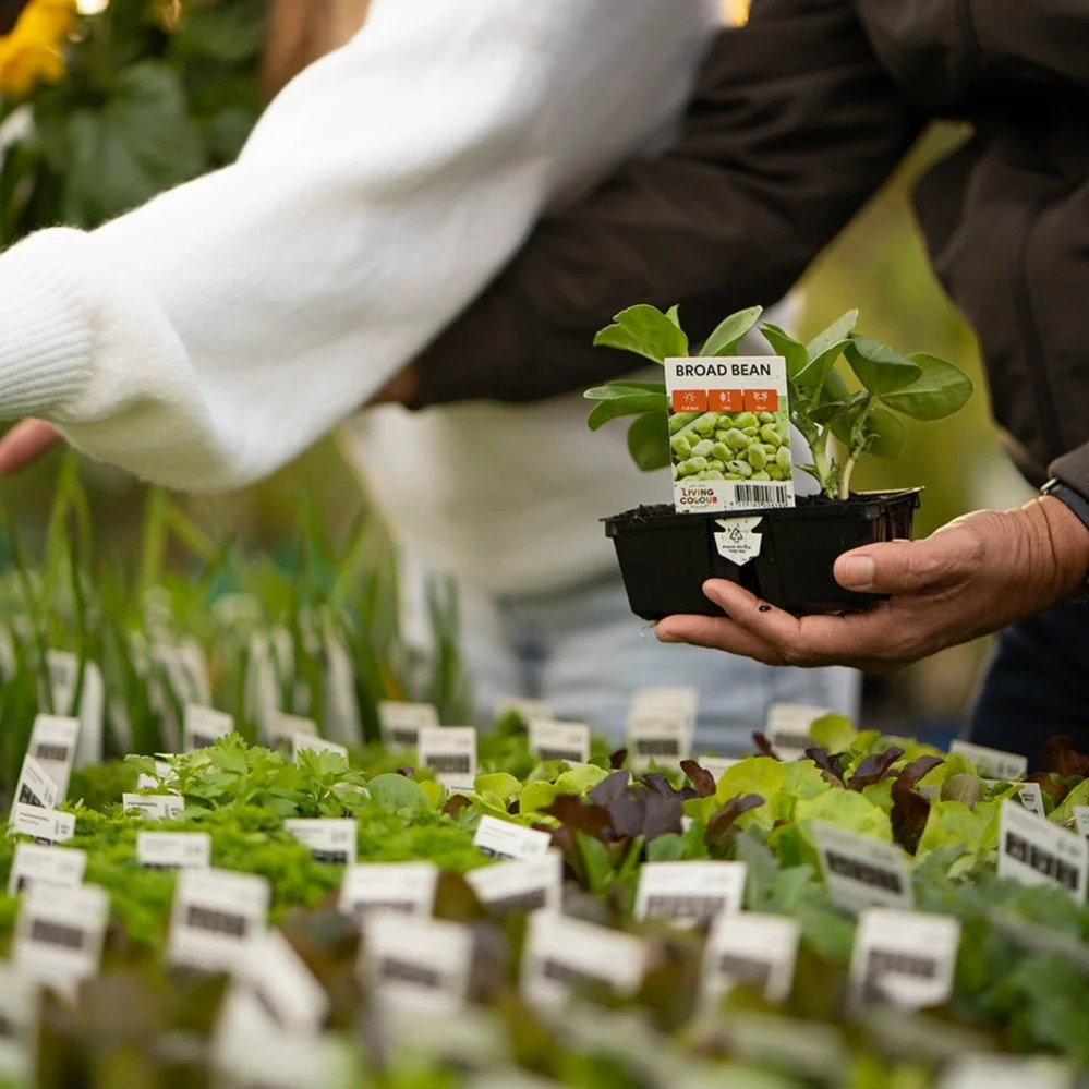 Adelaide wholesale plant nursery — Living Colour Nursery