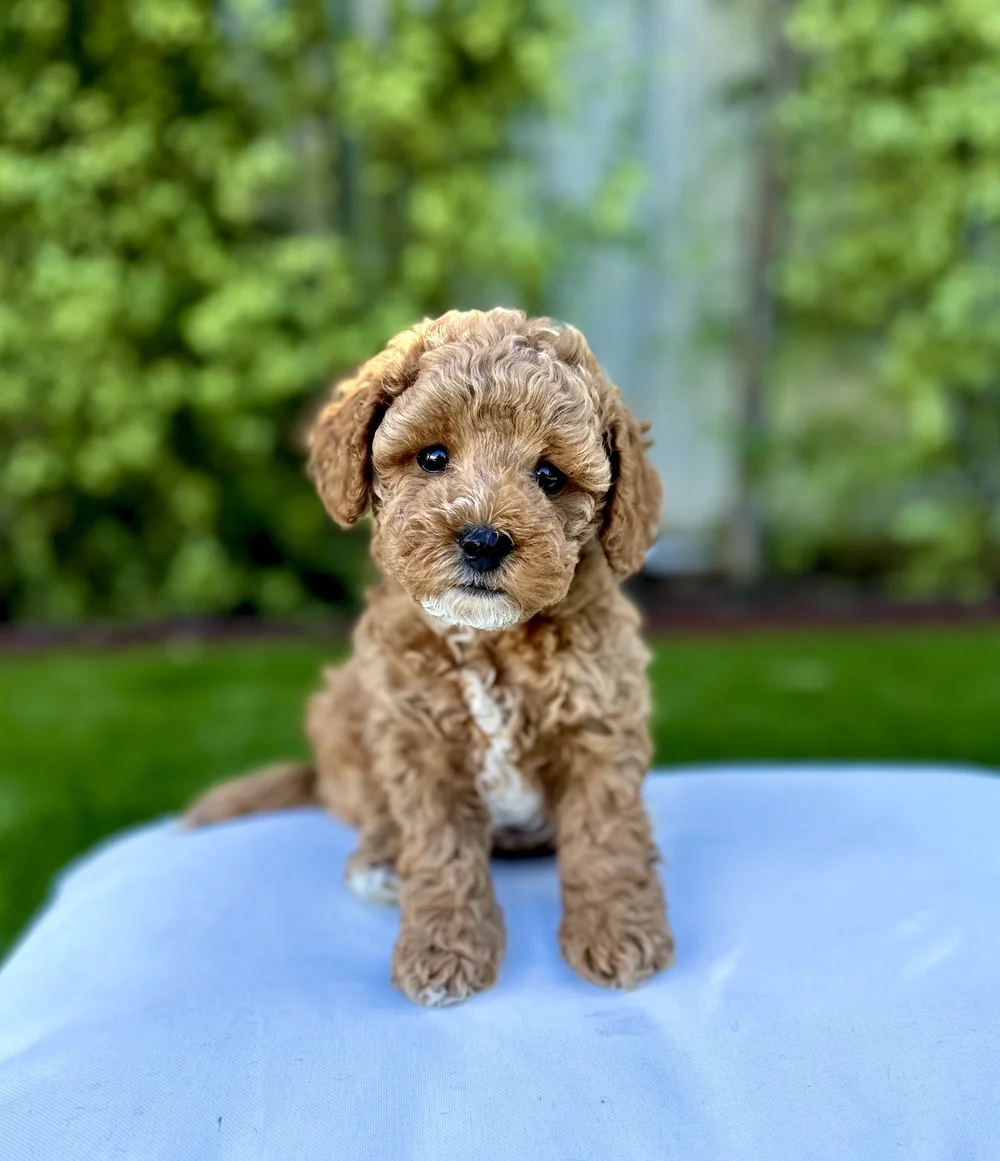 West Highland Cavoodles