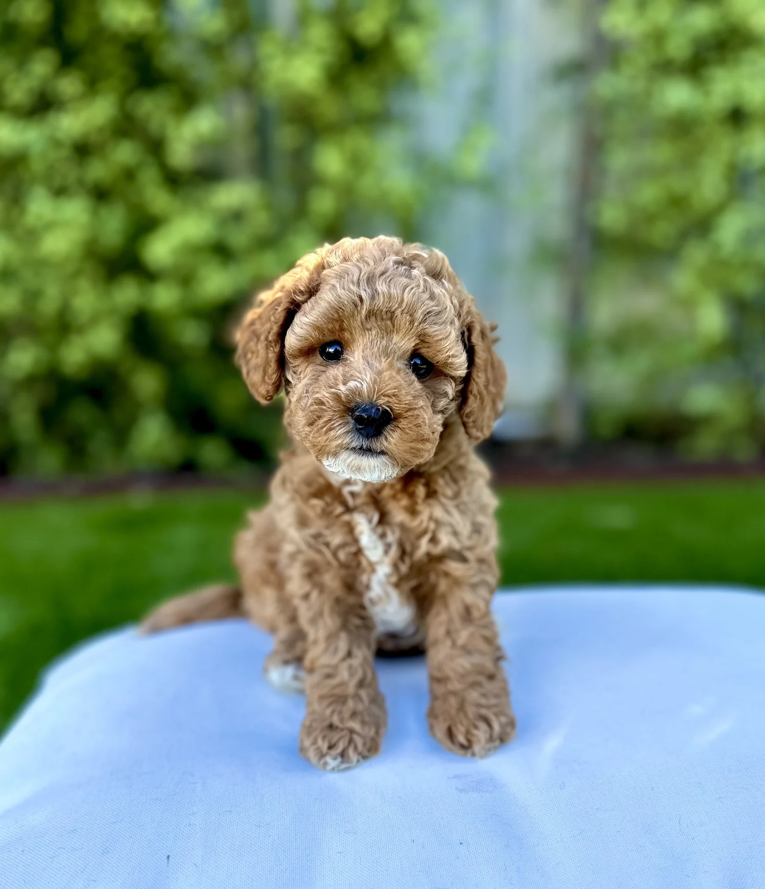 West Highland Cavoodles