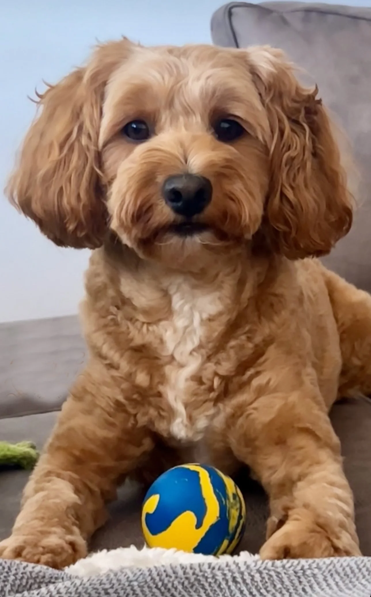 West Highland Cavoodles