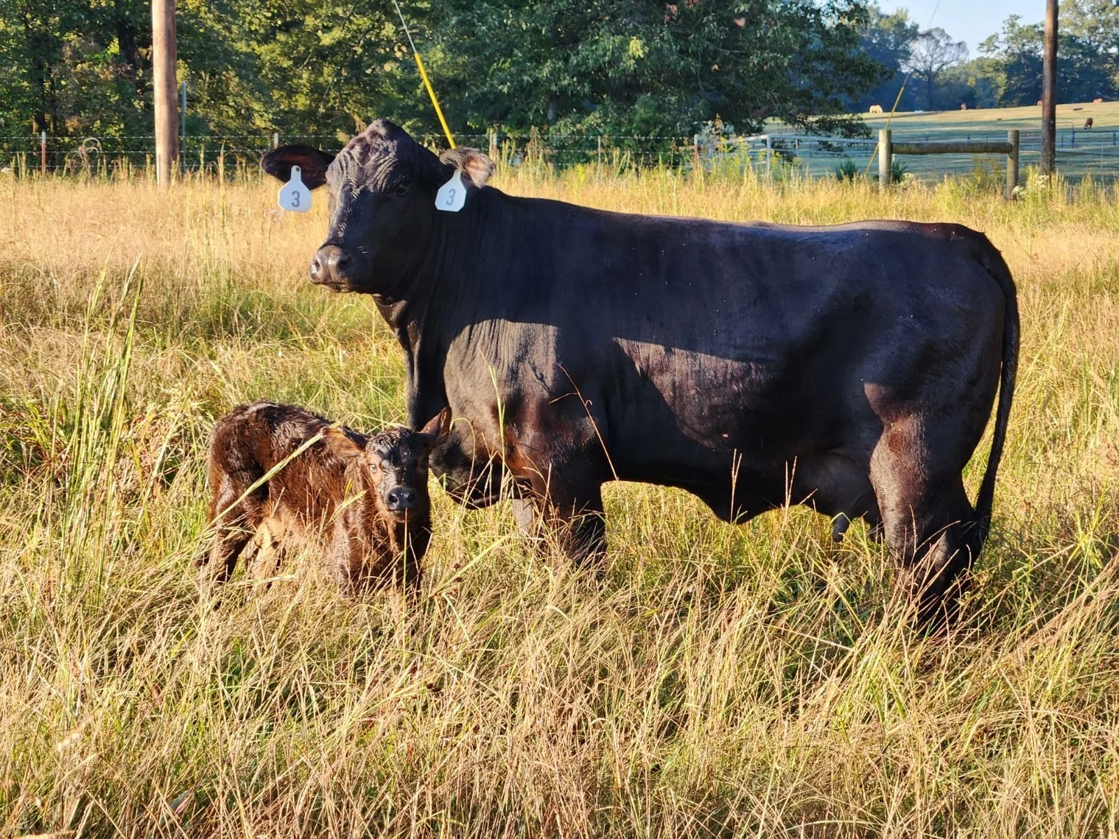 About | Family-Owned & Operated — Standing Firm Farms