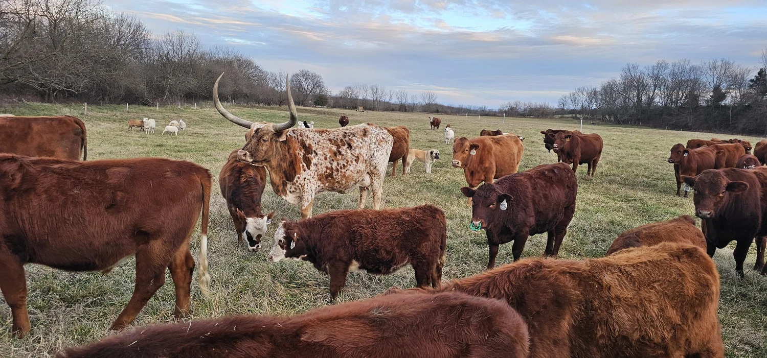 Graybill Grass Ranch | 100% Grass-Fed Beef & Lamb | Pastured Pork ...