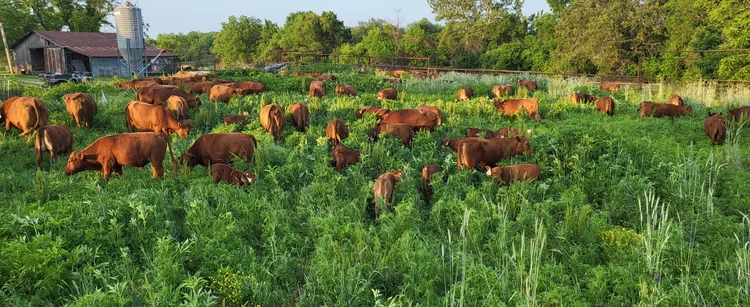 Graybill Grass Ranch | 100% Grass-Fed Beef & Lamb | Pastured Pork ...