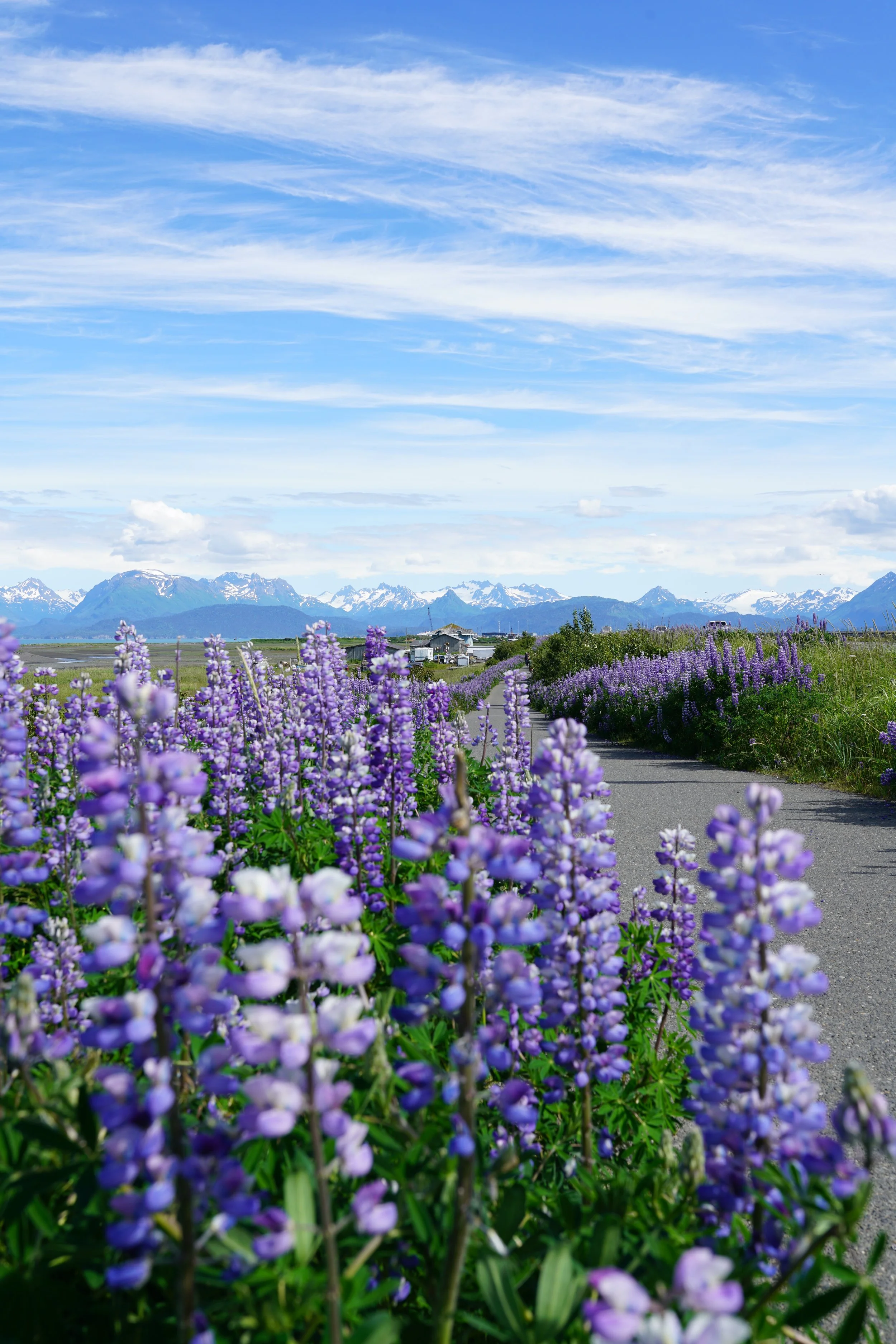 Explore Homer | Your Ultimate Guide to Alaska’s Adventure Capital