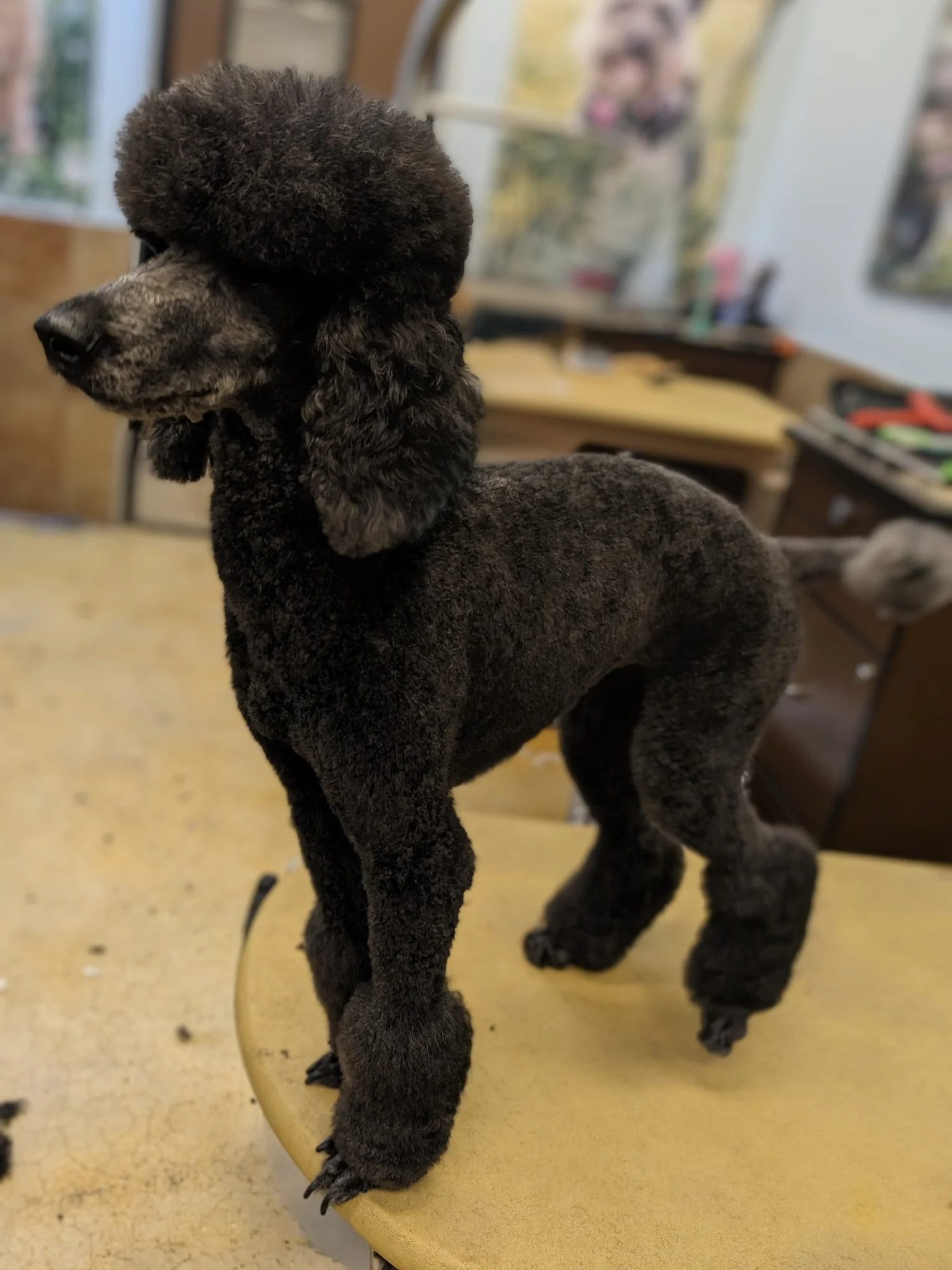 Fluff 'n Tuff Grooming