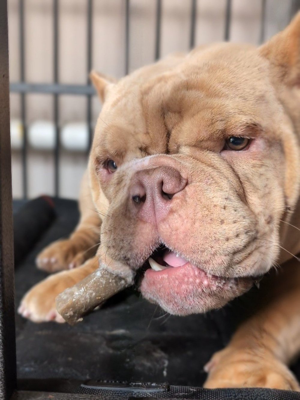 Fluff 'n Tuff Grooming