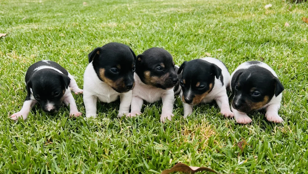 JDs Breeding | Our Mini Foxies