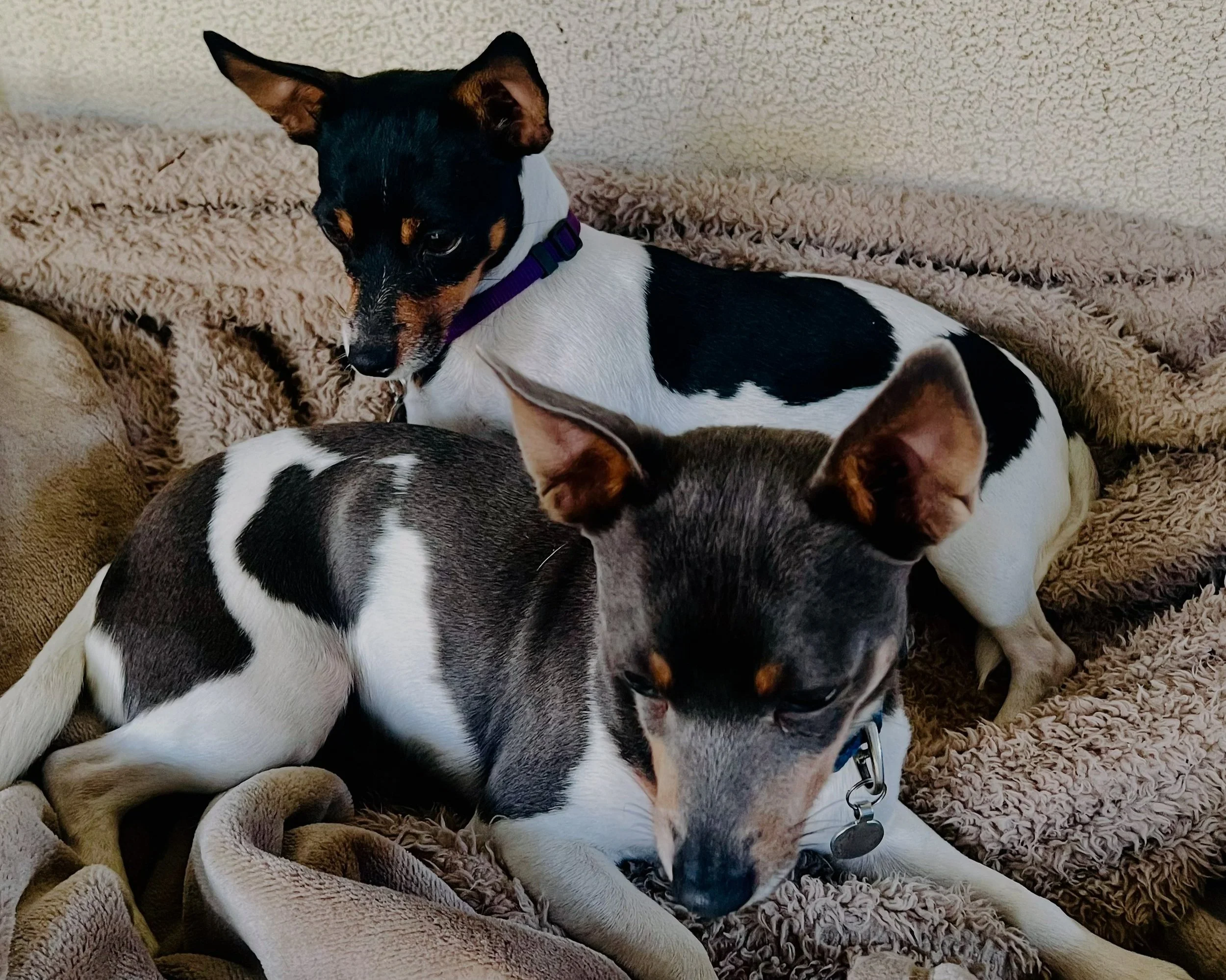 JDs Breeding | Our Mini Foxies