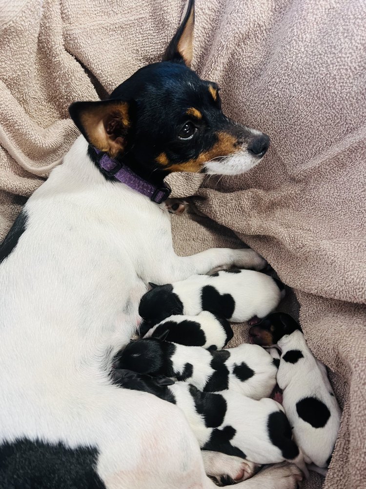 JDs Breeding - Mini Foxies