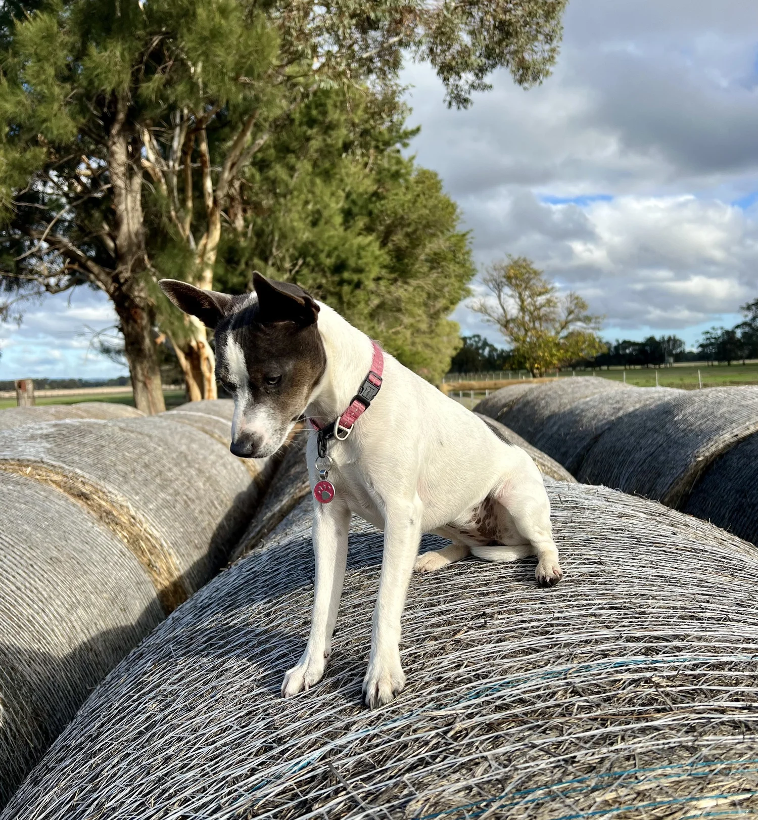 JDs Breeding | Our Mini Foxies