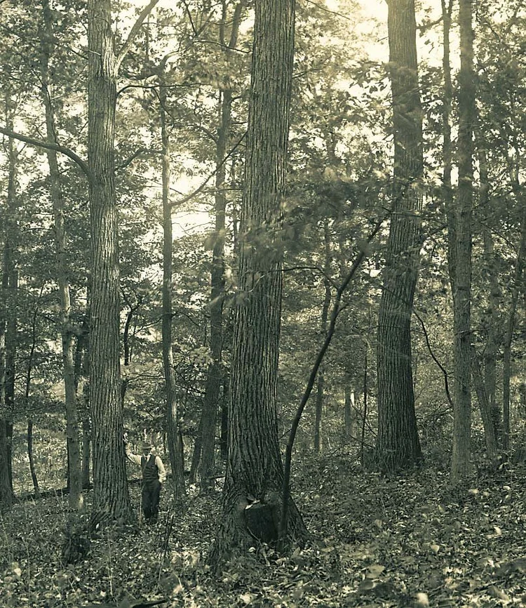 Restore the American Chestnut