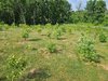 Restore the American Chestnut