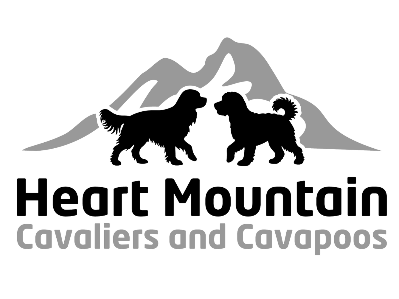 Heart Mountain Cavaliers and Cavapoos | Find Your Perfect Puppy Today