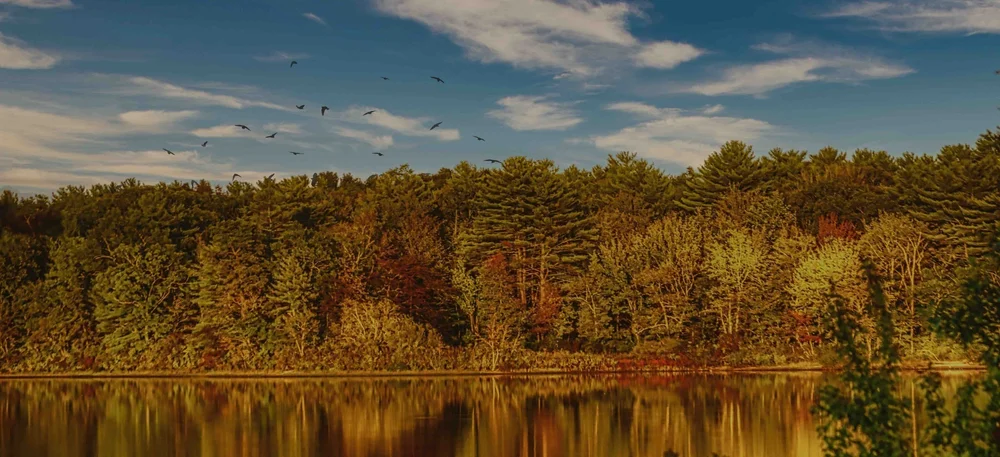 Gilbert Engineering Co., Inc. - DCP