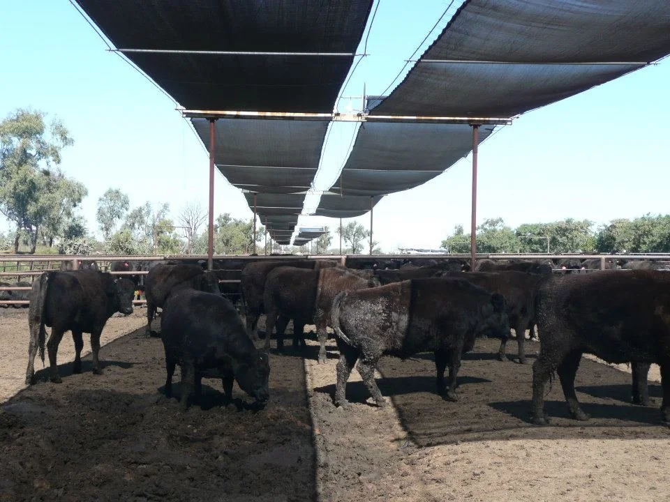 The Importance of Shade for Cattle Health & Productivity — Darling ...