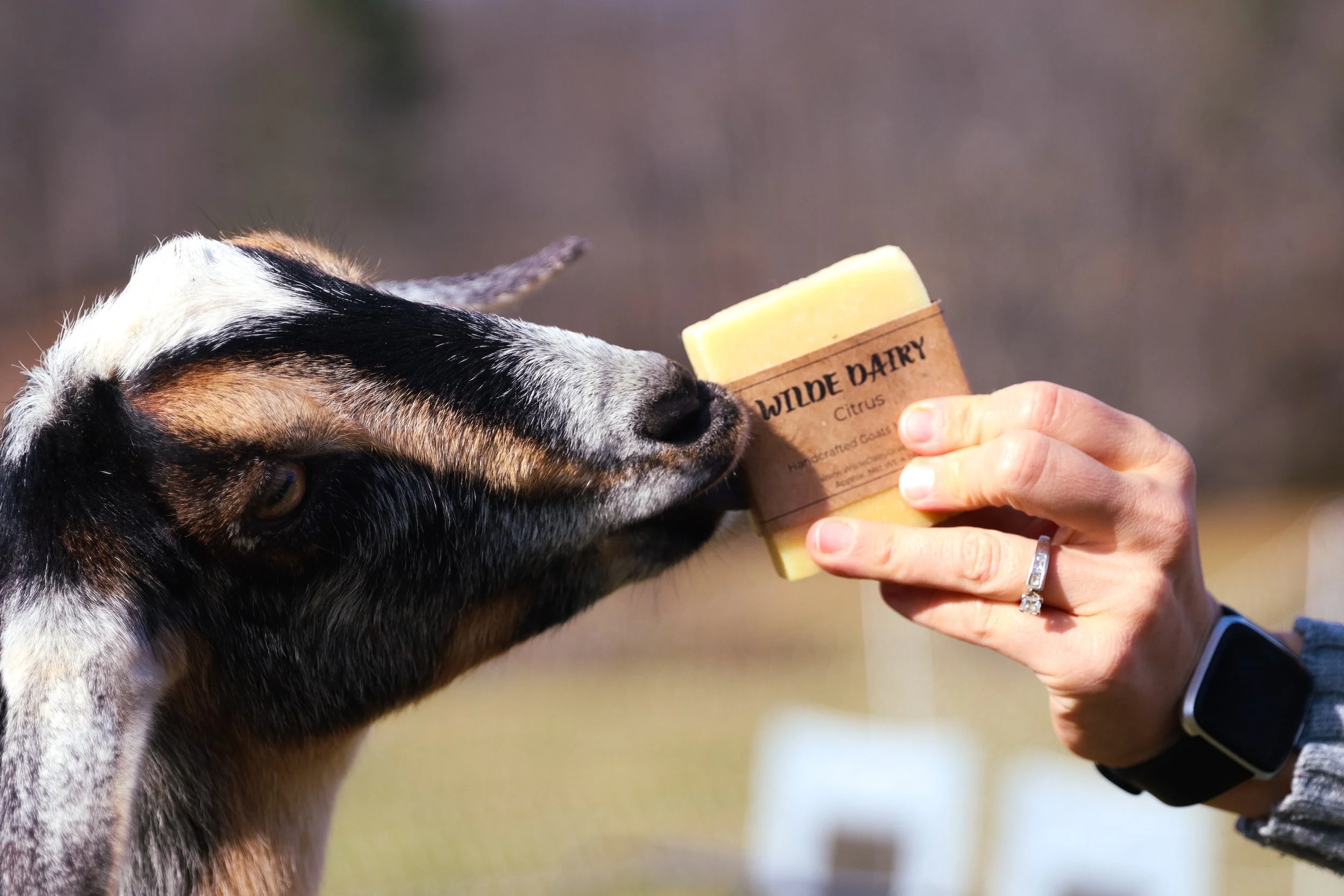 Find Your Wilde Dairy Match — Wilde Dairy Goats