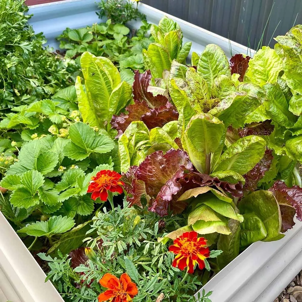 Edible Landscape Design | Garden Harvest | Gold Coast