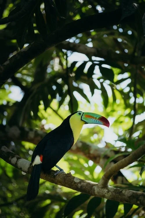 Endangered Species Spotlight: Keel-Billed Toucan — ReWorld