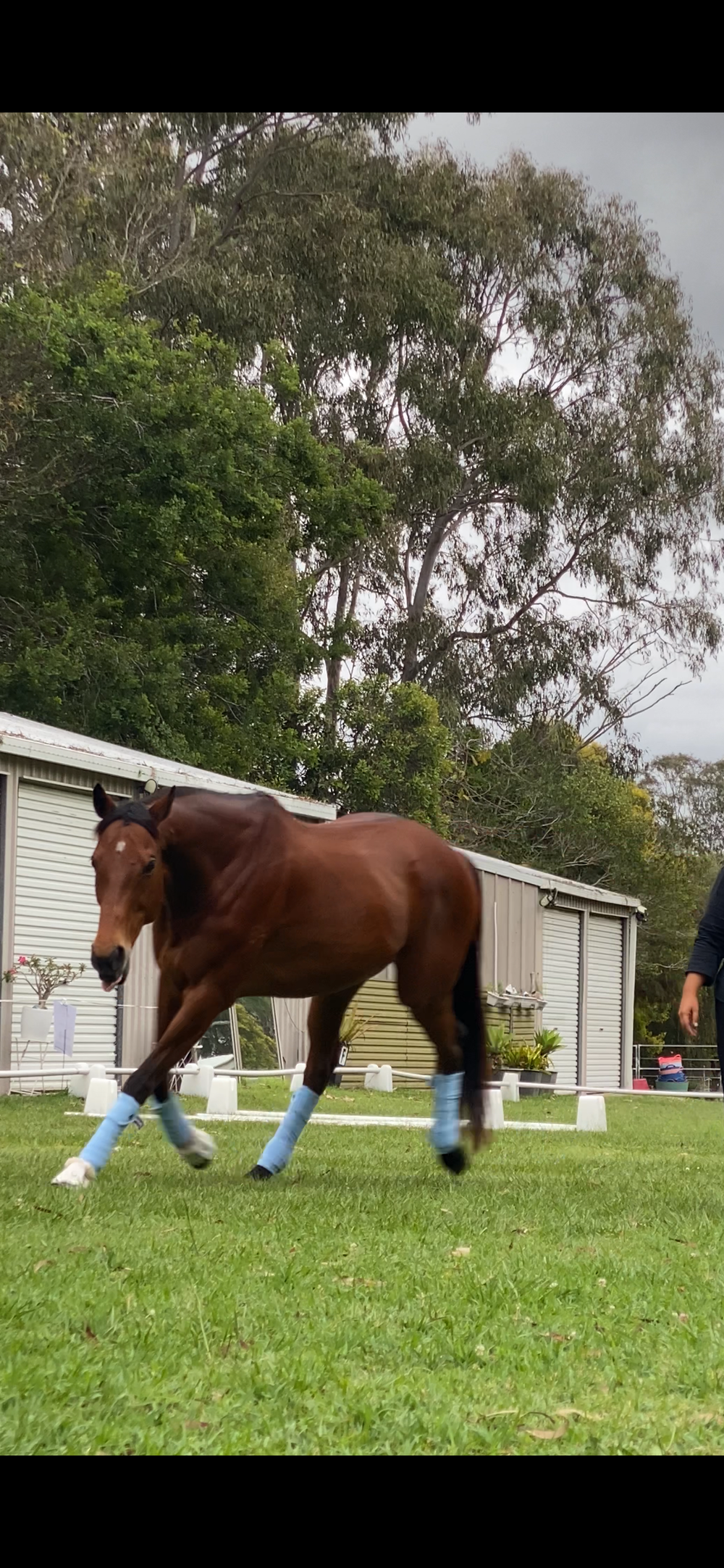 Horse Riding Lessons Brisbane | Ethical Horsemanship Training ...