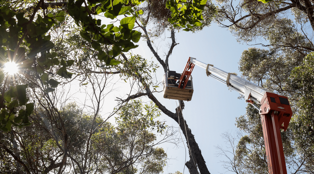 Ecologic Tree Service