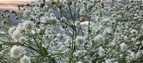 NAIL BUS | Book Your Beauty Today