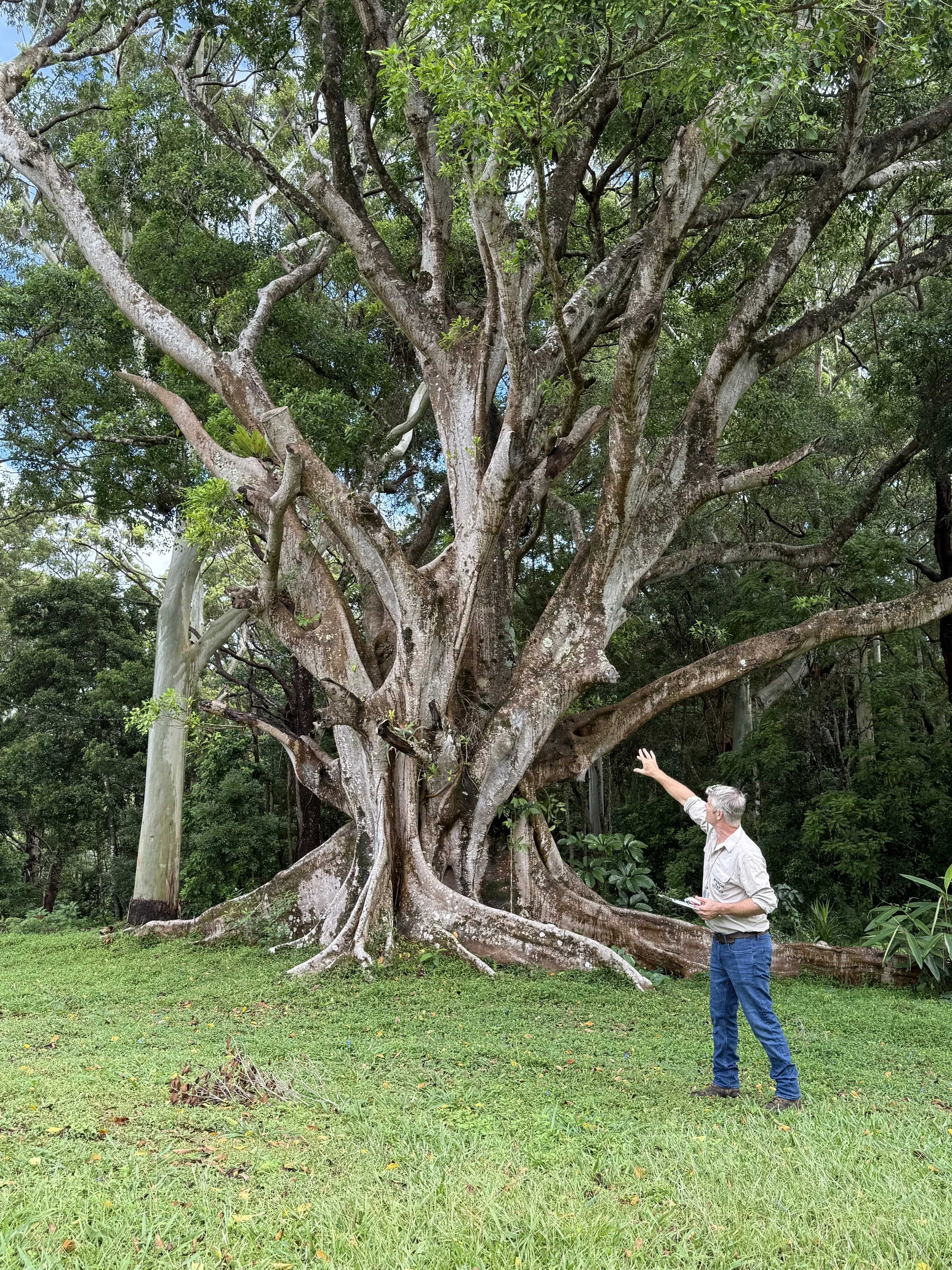 Byron Bay Tree Services | Byron Bay & Northern NSW