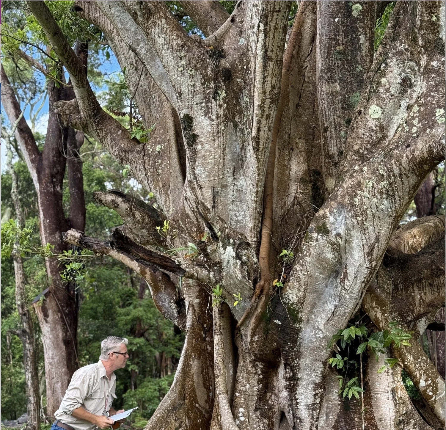 Byron Bay Tree Services | Byron Bay & Northern NSW