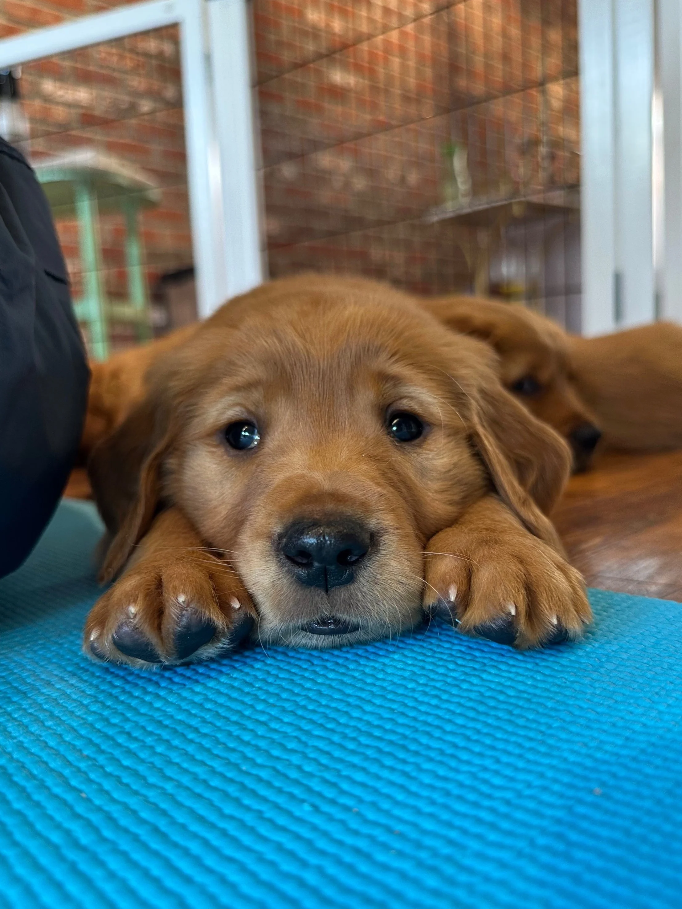 Paws and Pose